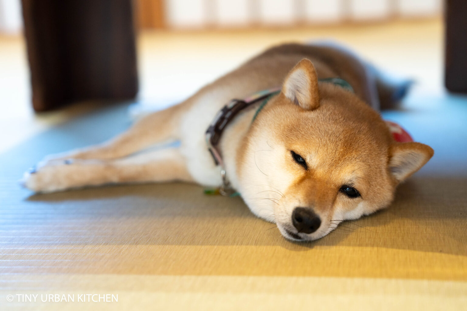 Harakuju Mame Shiba Inu Cafe Tokyo - Tiny Urban Kitchen