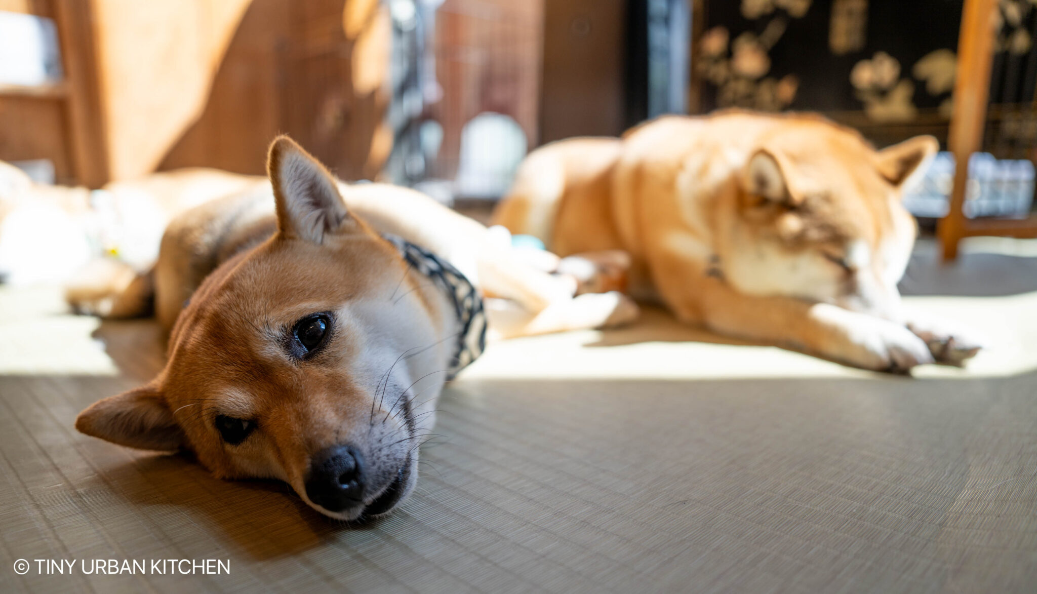 Harakuju Mame Shiba Inu Cafe Tokyo - Tiny Urban Kitchen