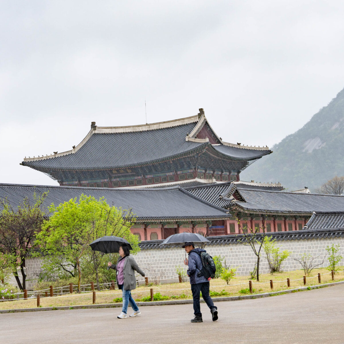 Harakuju Mame Shiba Inu Cafe Tokyo - Tiny Urban Kitchen